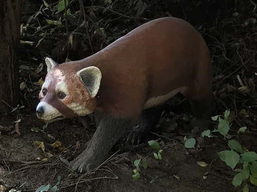 red_panda-extinct – Greetings from the Past