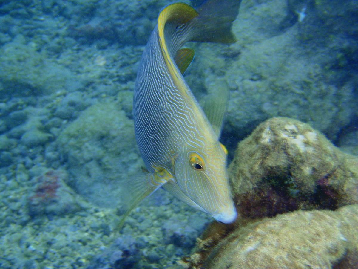 Hanauma Bay-fish-10 – Greetings from the Past
