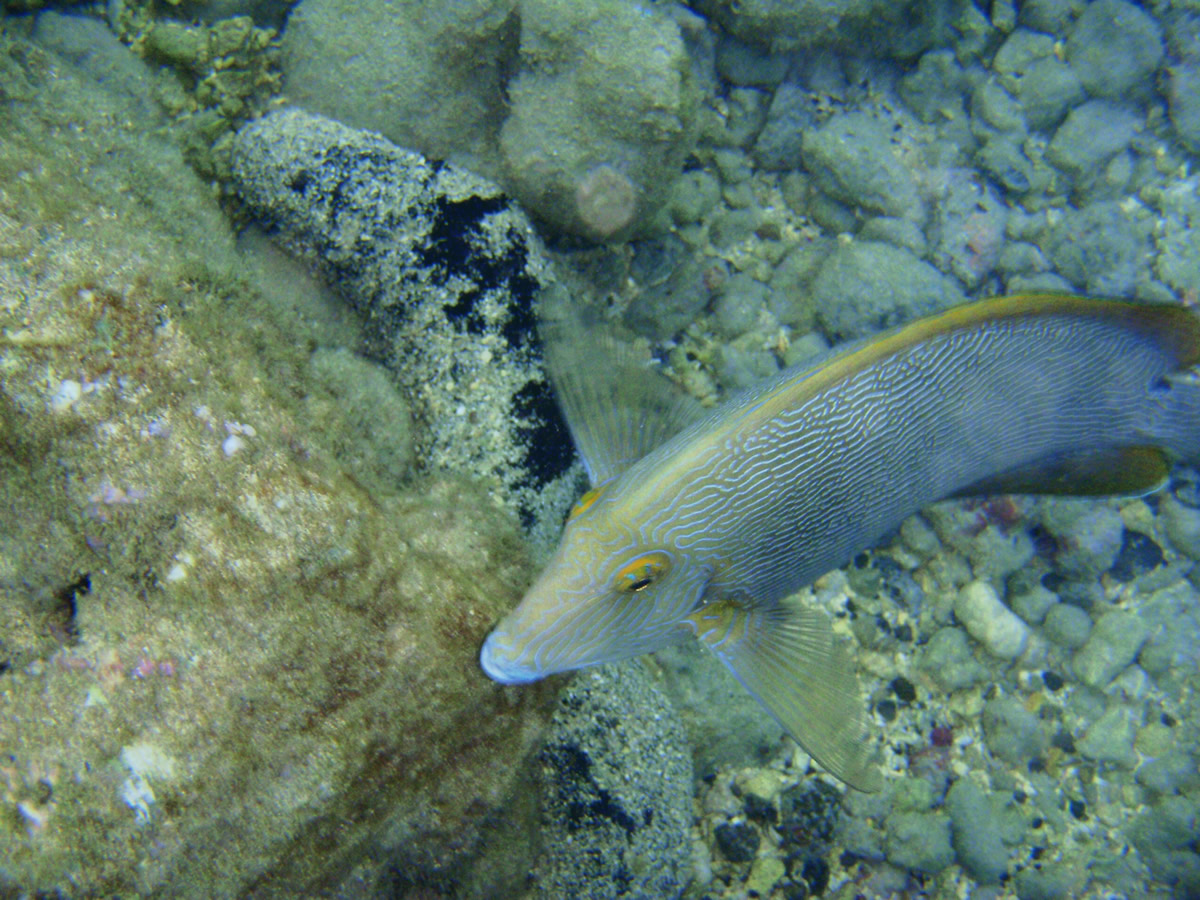 Hanauma Bay-fish-11 – Greetings from the Past