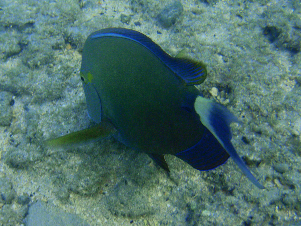 Hanauma Bay-fish-12 – Greetings from the Past