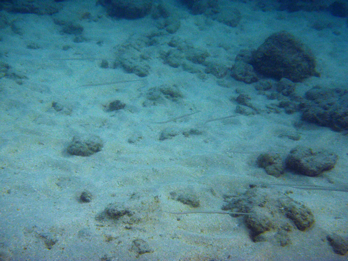 Hanauma Bay-fish-14 – Greetings from the Past