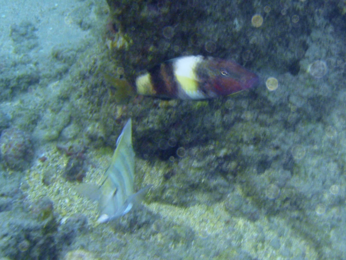 Hanauma Bay-fish-17 – Greetings from the Past