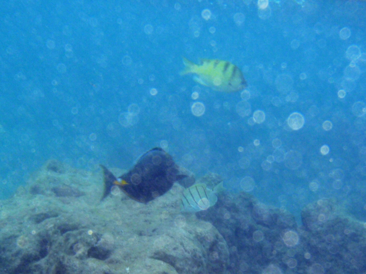 Hanauma Bay-fish-18 – Greetings from the Past