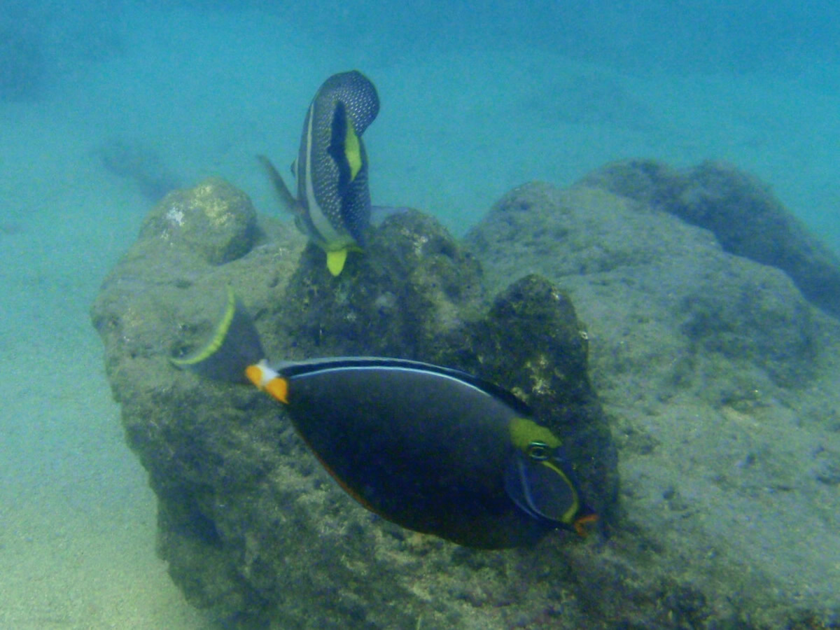 Hanauma Bay-fish-2 – Greetings from the Past