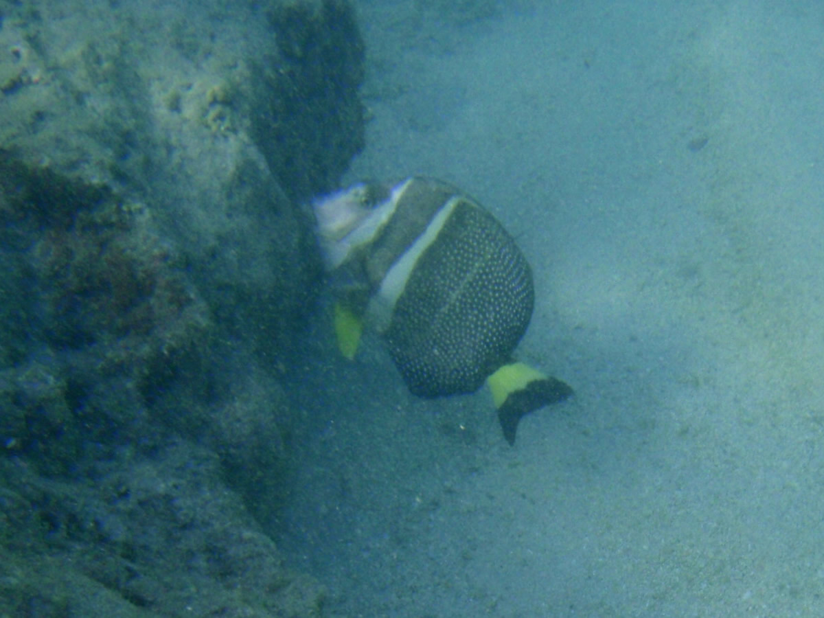 Hanauma Bay-fish-3 – Greetings from the Past