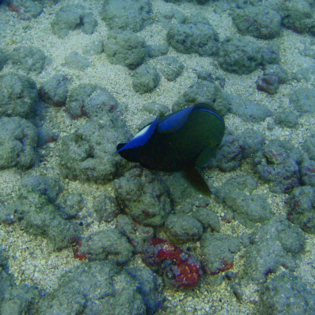 Hanauma Bay-fish-4 – Greetings from the Past