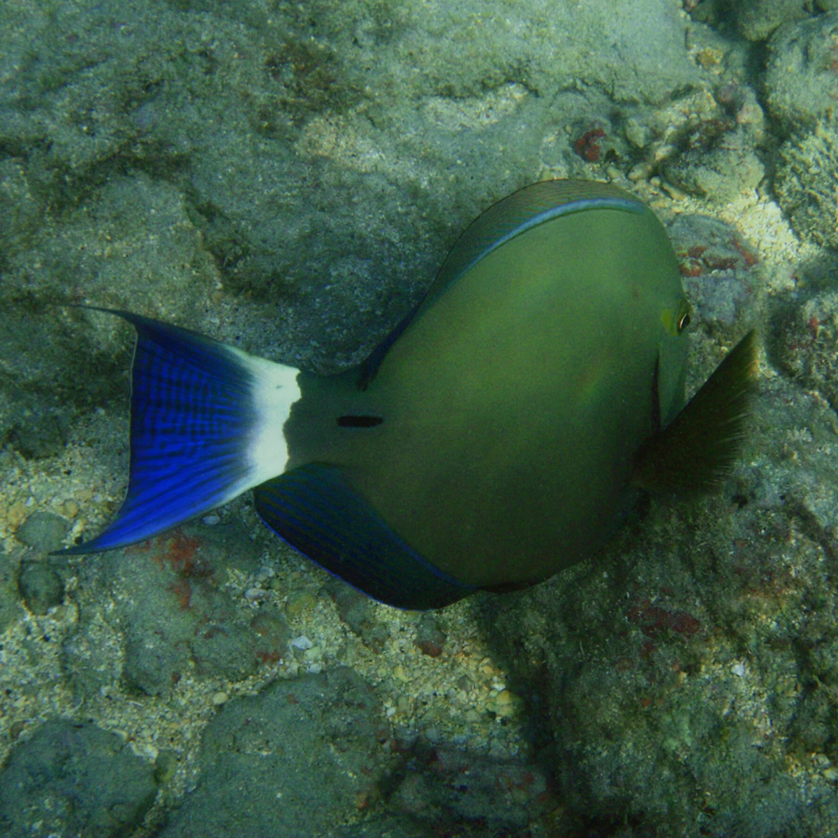 Hanauma Bay-fish-5 – Greetings from the Past