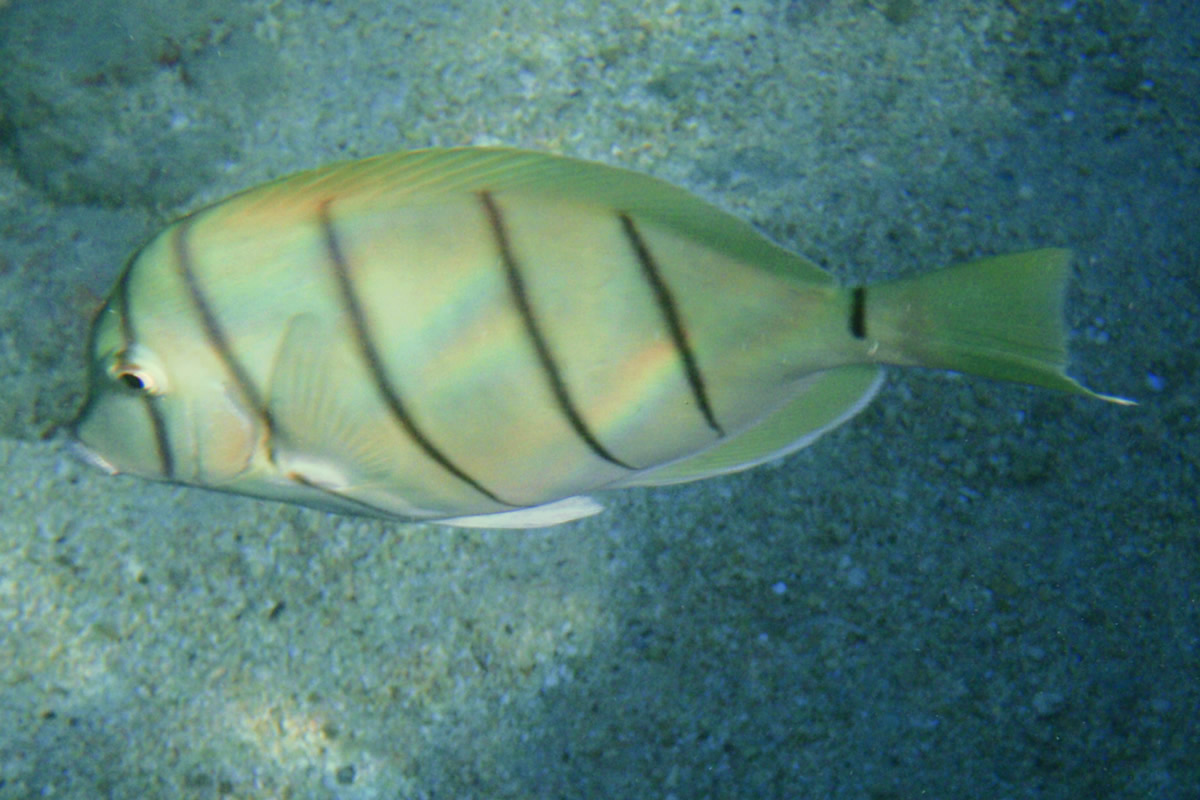 Hanauma Bay-fish-6 – Greetings from the Past