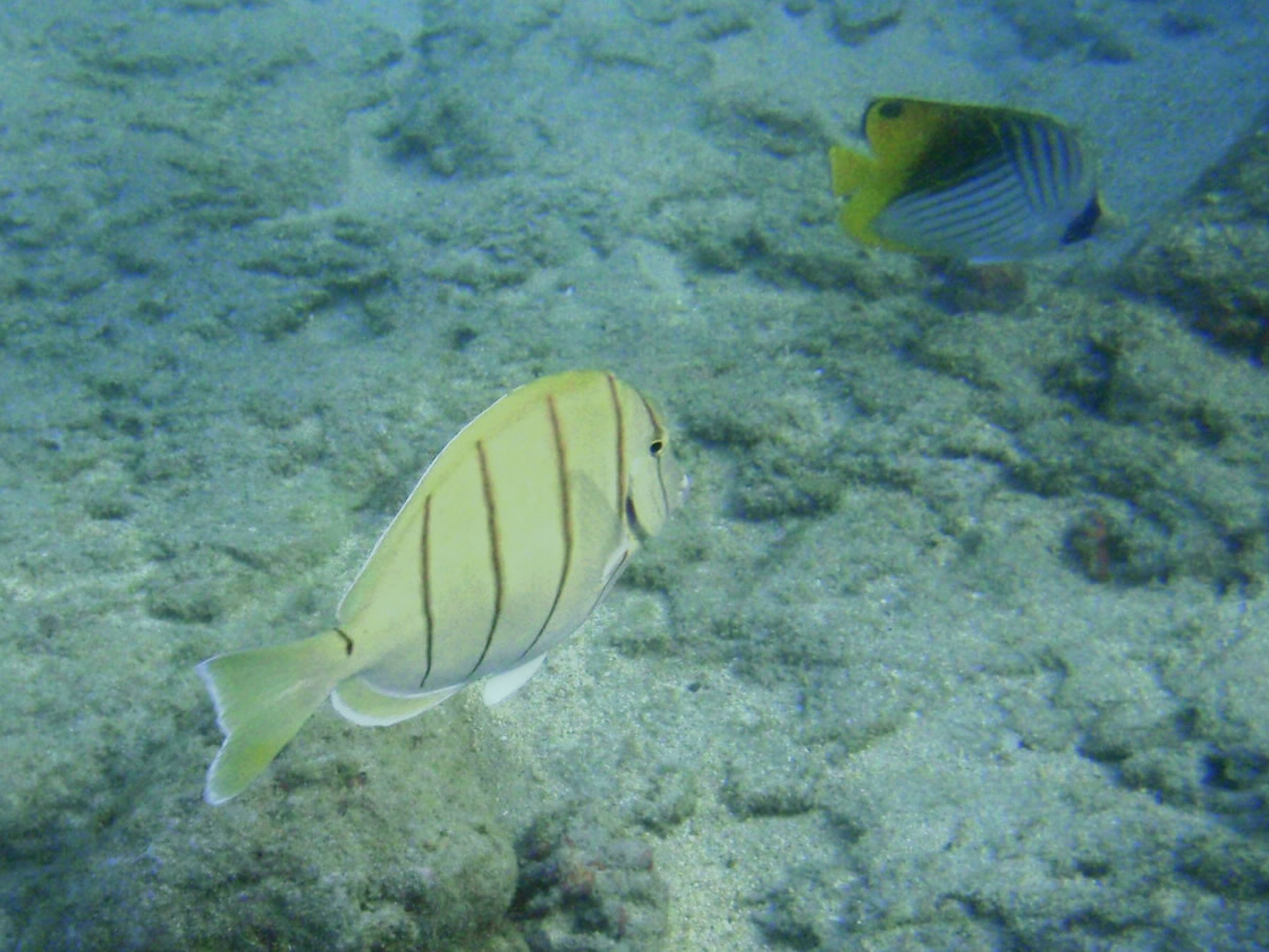 Hanauma Bay-fish-7 – Greetings from the Past
