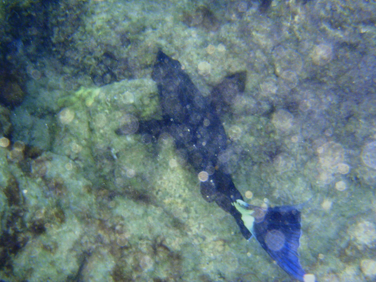 Hanauma Bay-fish-8 – Greetings from the Past