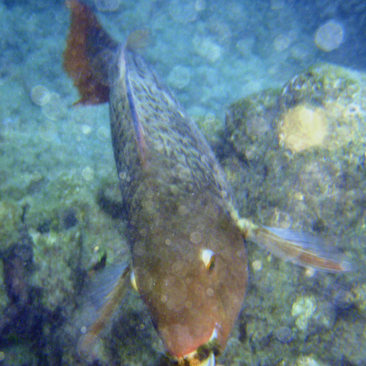 Hanauma Bay-fish-9 – Greetings from the Past