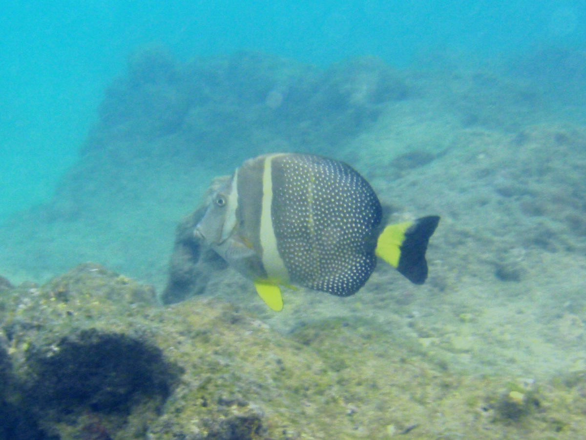 Hanauma Bay-fish – Greetings from the Past