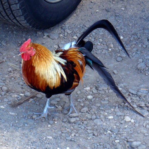 Chickens, Chickens and More Chickens – Greetings from the Past