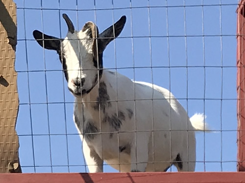 grandads_apples-goat – Greetings from the Past